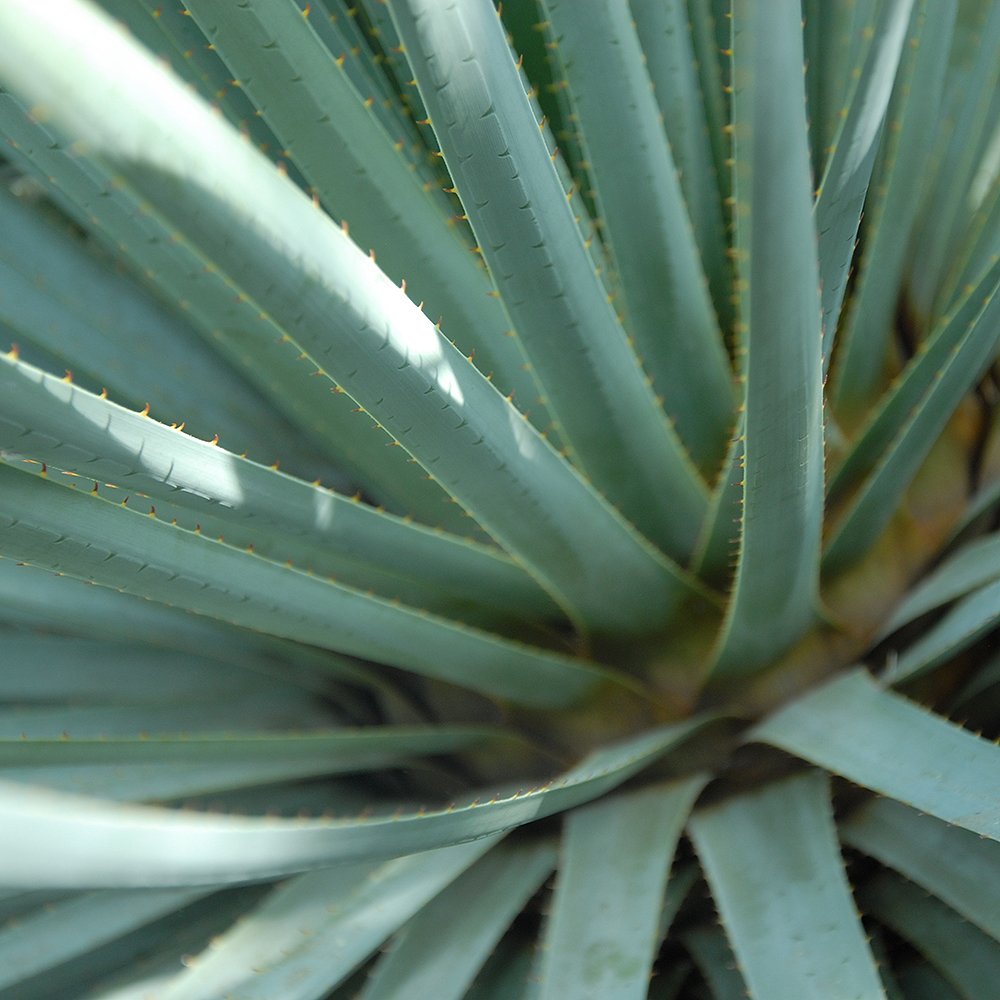 Zepp Graphical - Zepp Graphical